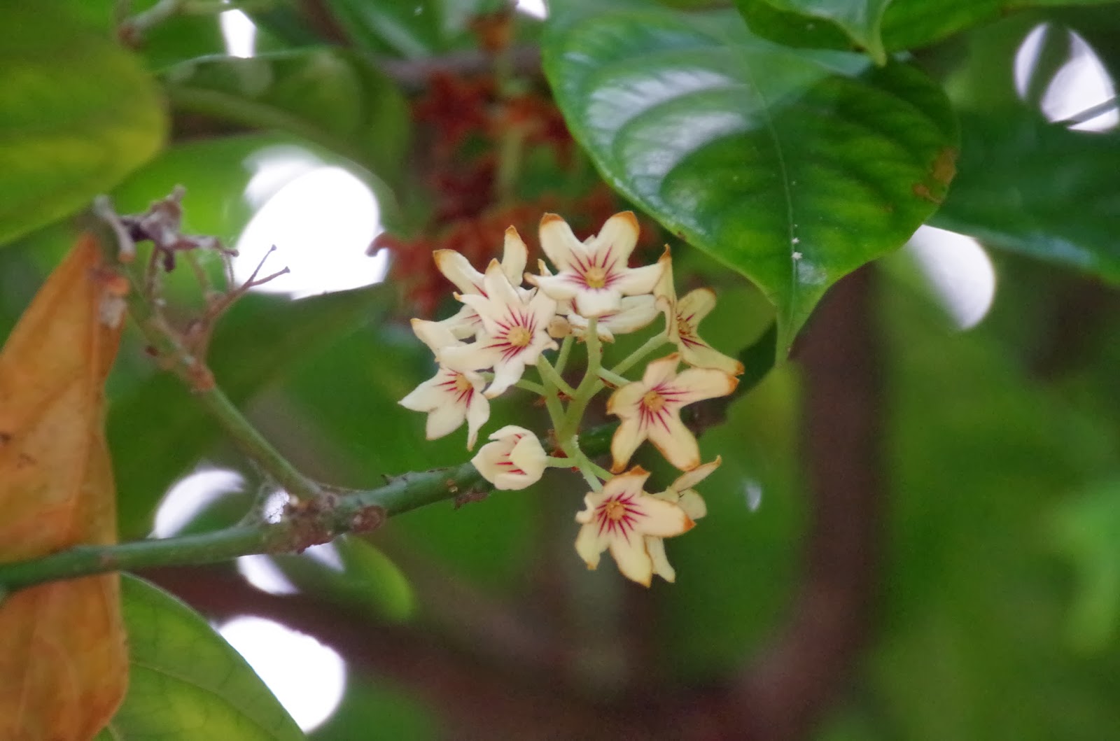 Trees and Plants: Cola