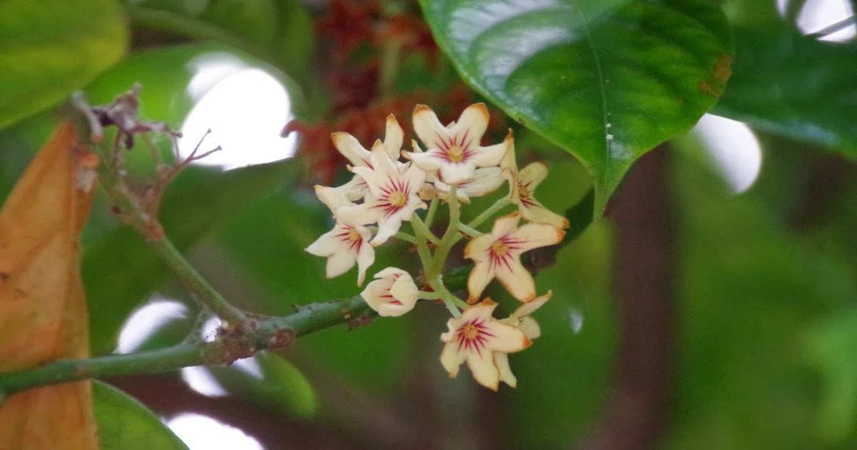 Trees and Plants: Cola