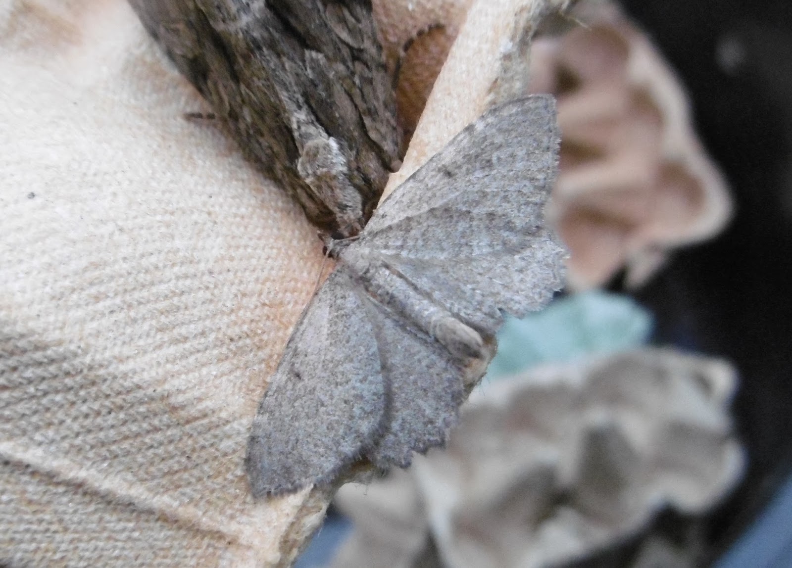 Martin's Moths: Chicken moth - and friends