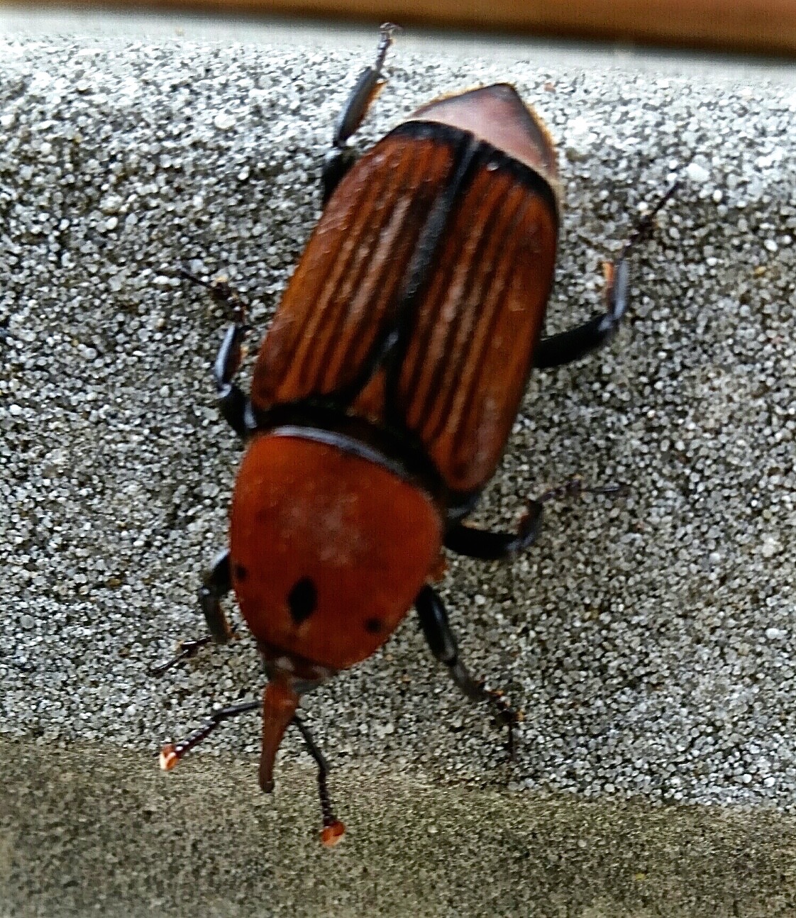 Mary M. Payne: Florida Palmetto Weevil