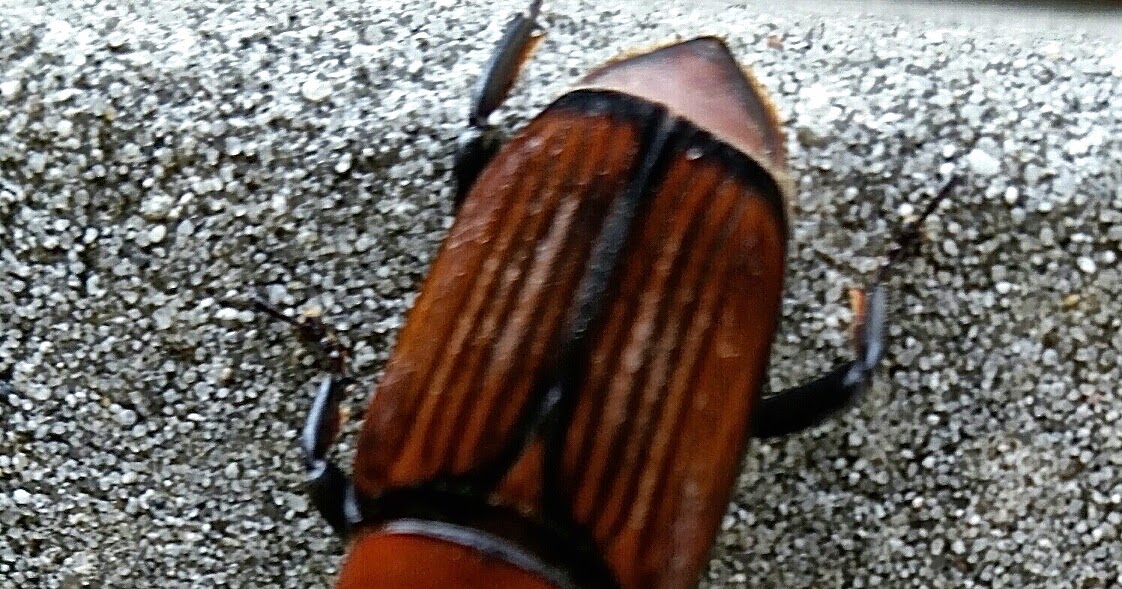 Mary M. Payne: Florida Palmetto Weevil