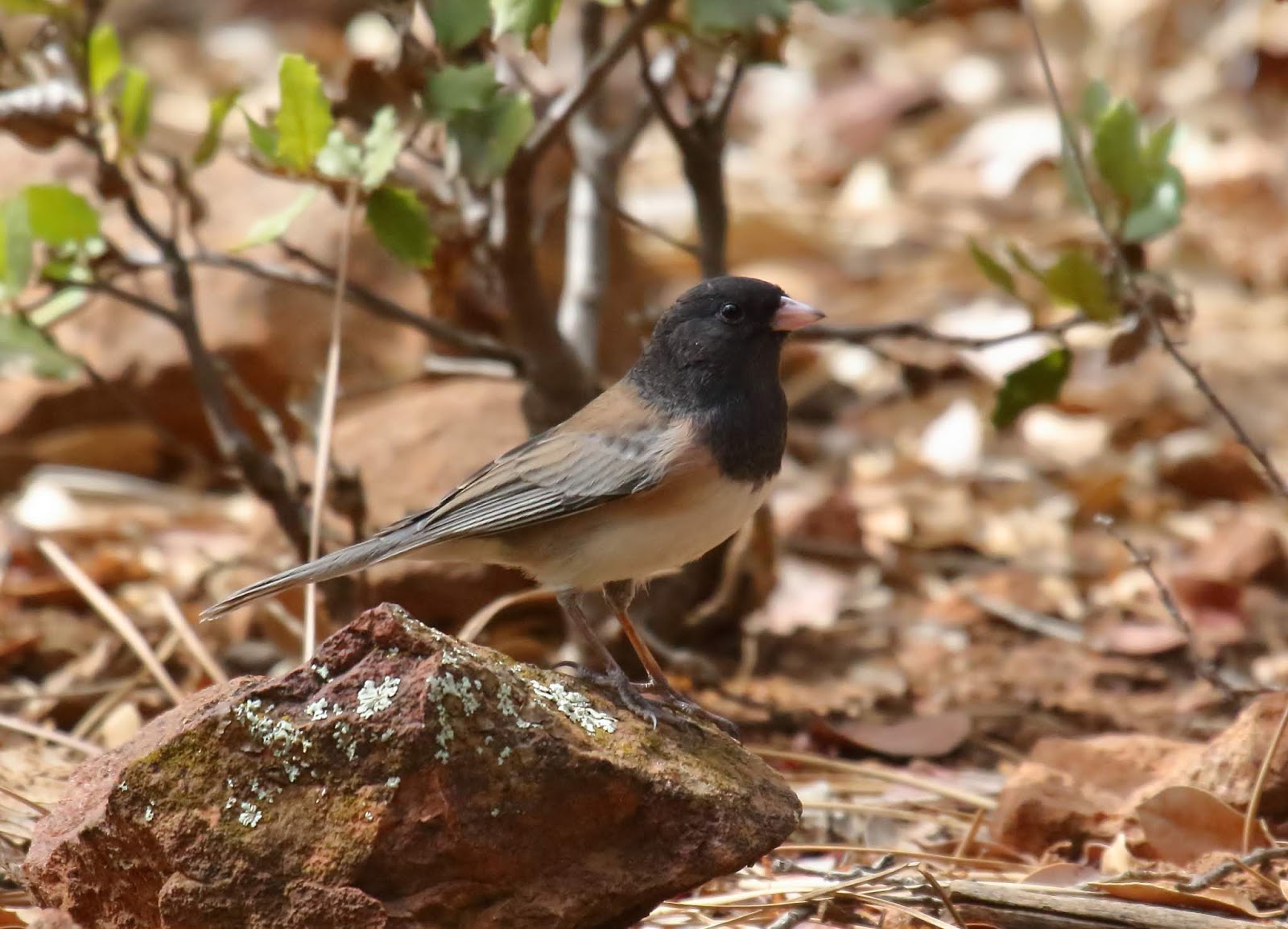 ID: Oregon and Slate-colored forms of Dark-eyed Juncos at Lake Cuyamaca ...