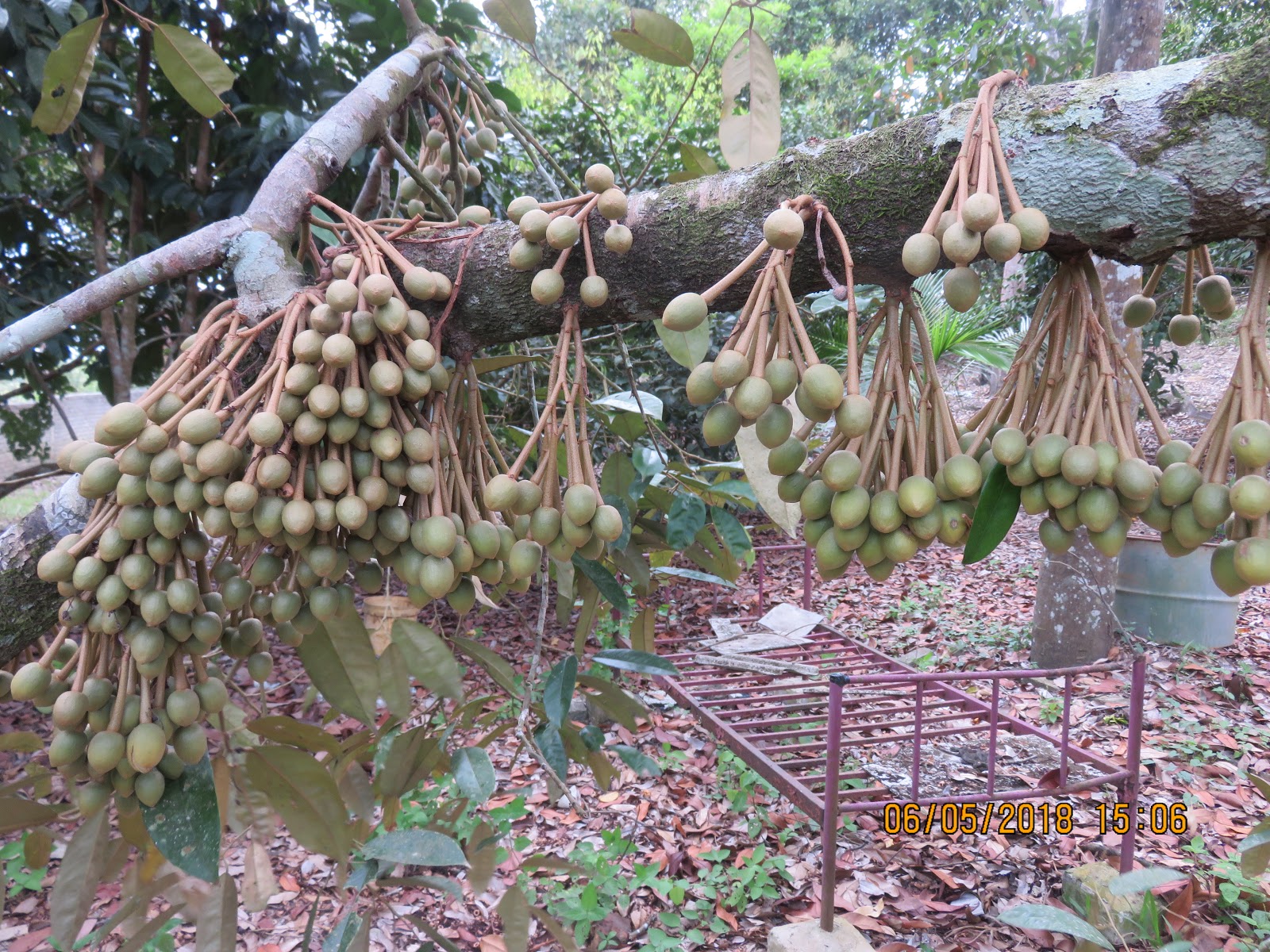 Dusun ku: Bunga Menjadi Buah