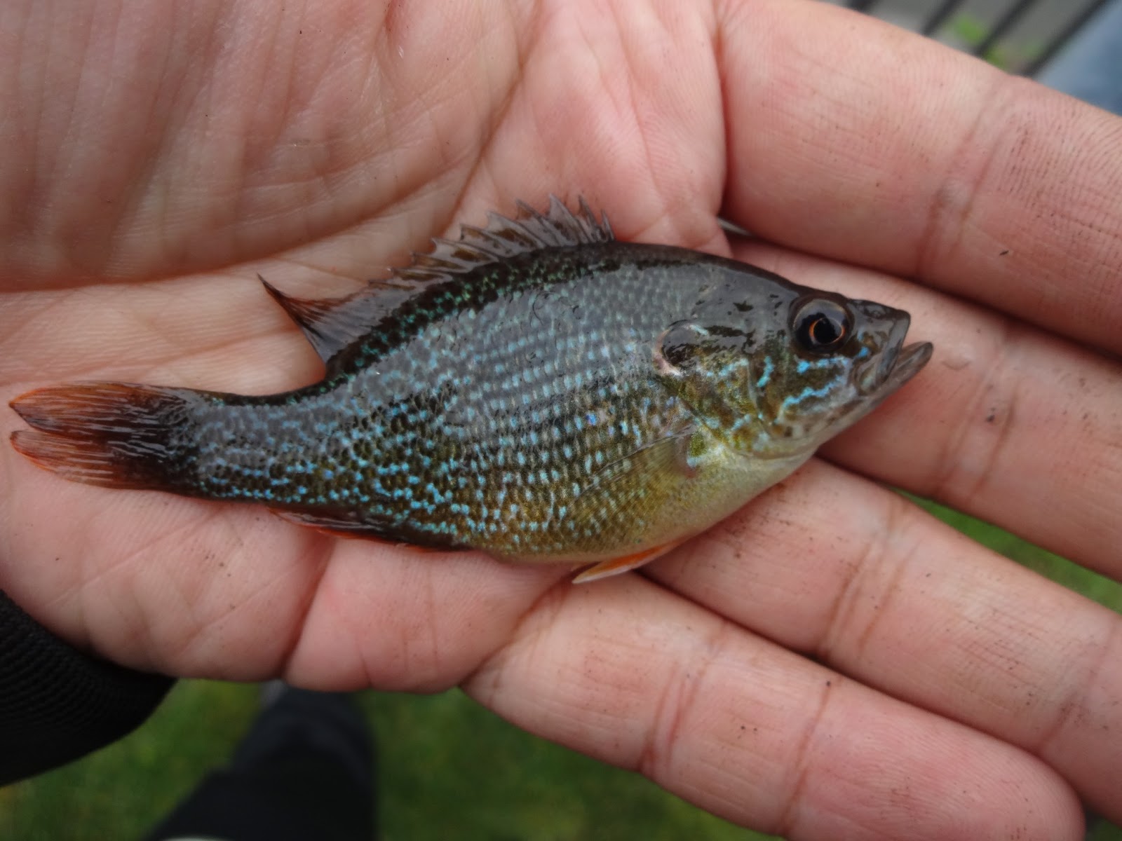 Extreme Philly Fishing: Be a "Sunfish Expert:" A Simple Guide for ...