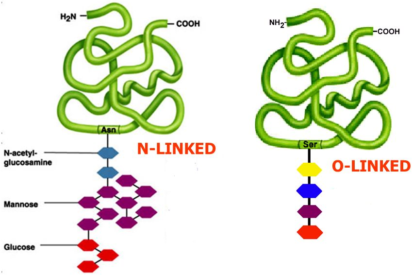 Bacterias Actuaciencia: Glicocalix: donde el individuo comprende que no ...