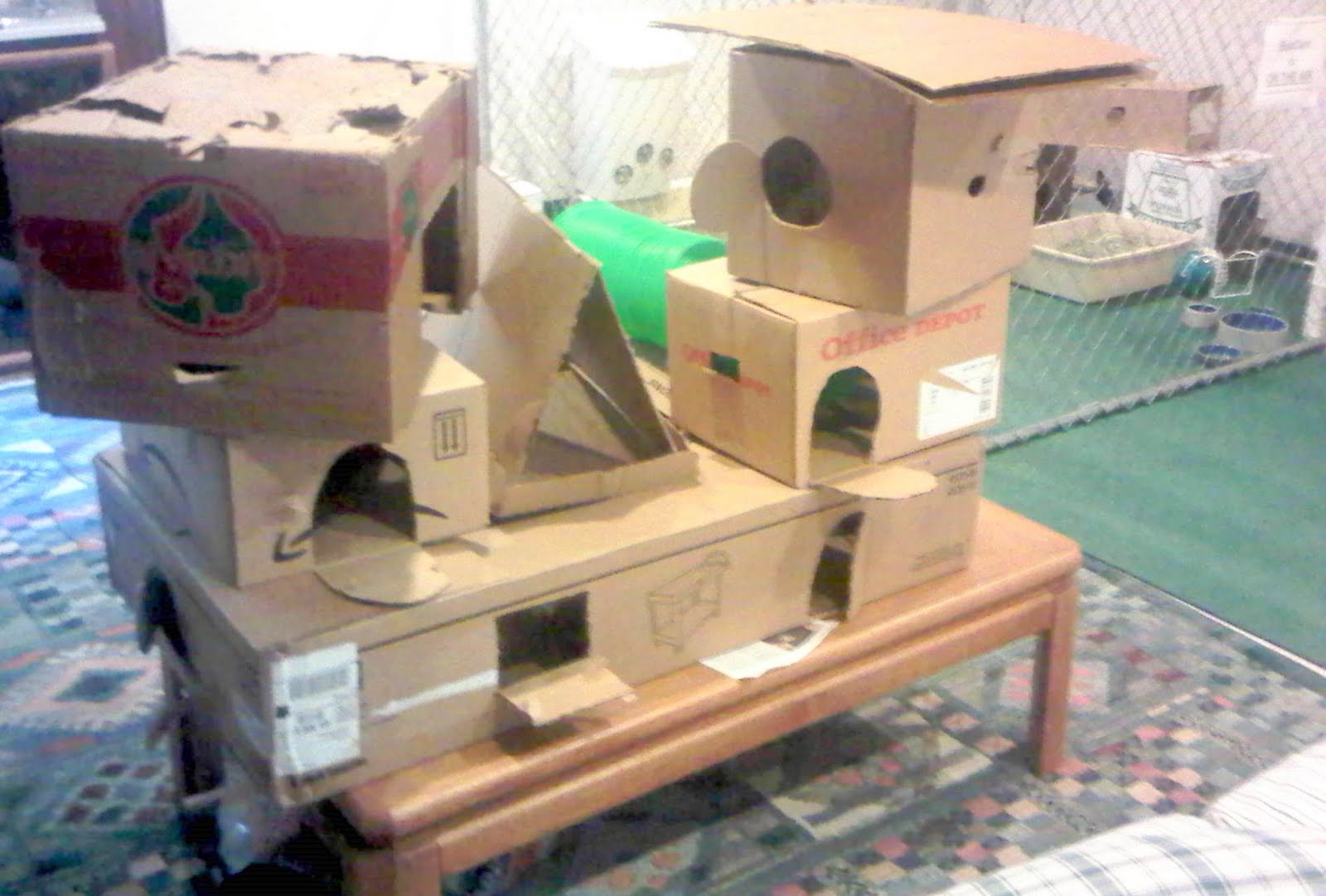 Rabbit Ramblings Yeah We Have A Lot Of Cardboard Boxes So What rabbit-ramblings-yeah-we-have-a-lot-of-cardboard-boxes-so-what