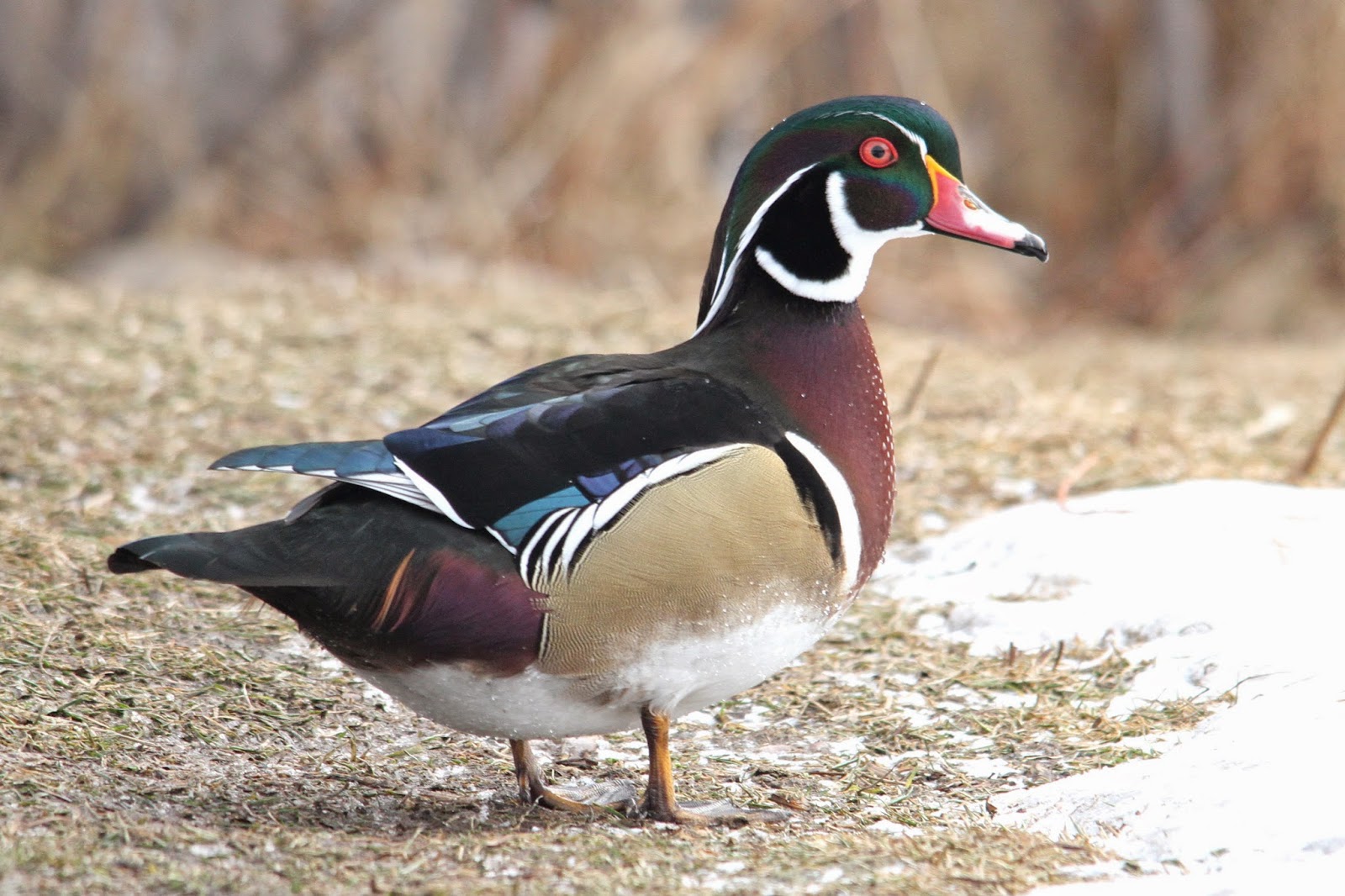 Utah Birders | Birding Blog, Utah Birds, Utah Birding, Utah Bird ID ...