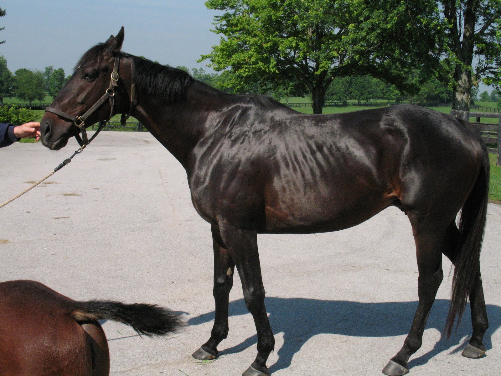Through the Eyes of a Deaf Equine Fanatic: Our trip to Kentucky, with pics!