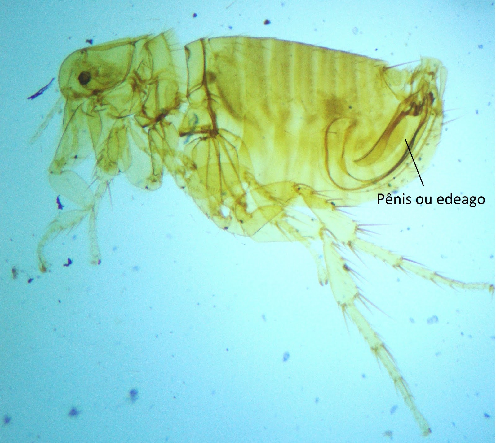 Parasitologia: Filo Arthropoda. Classe Insecta. Ordem Siphonaptera.