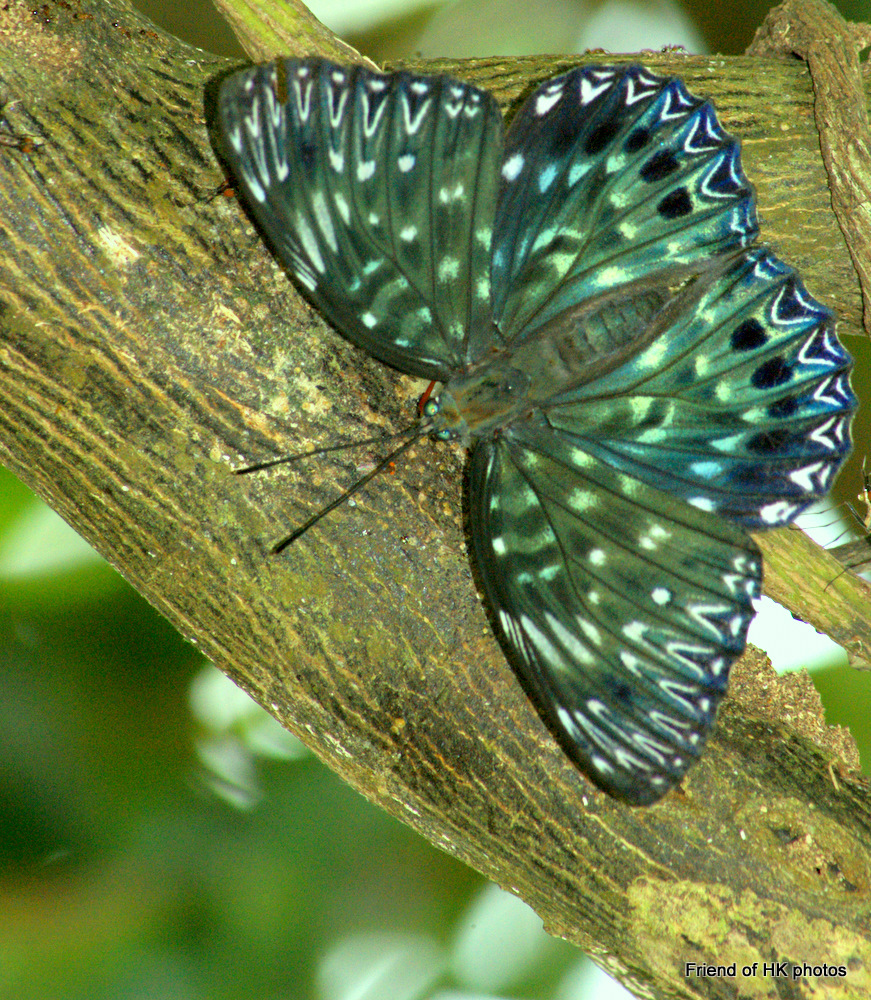 Photographic Wildlife Stories in UK/Hong Kong: Enjoying a drink----tree ...