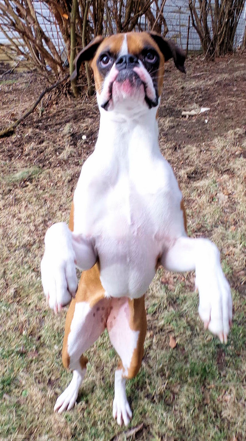 Dog Madness: Learn More About Alle's Boxer Breed