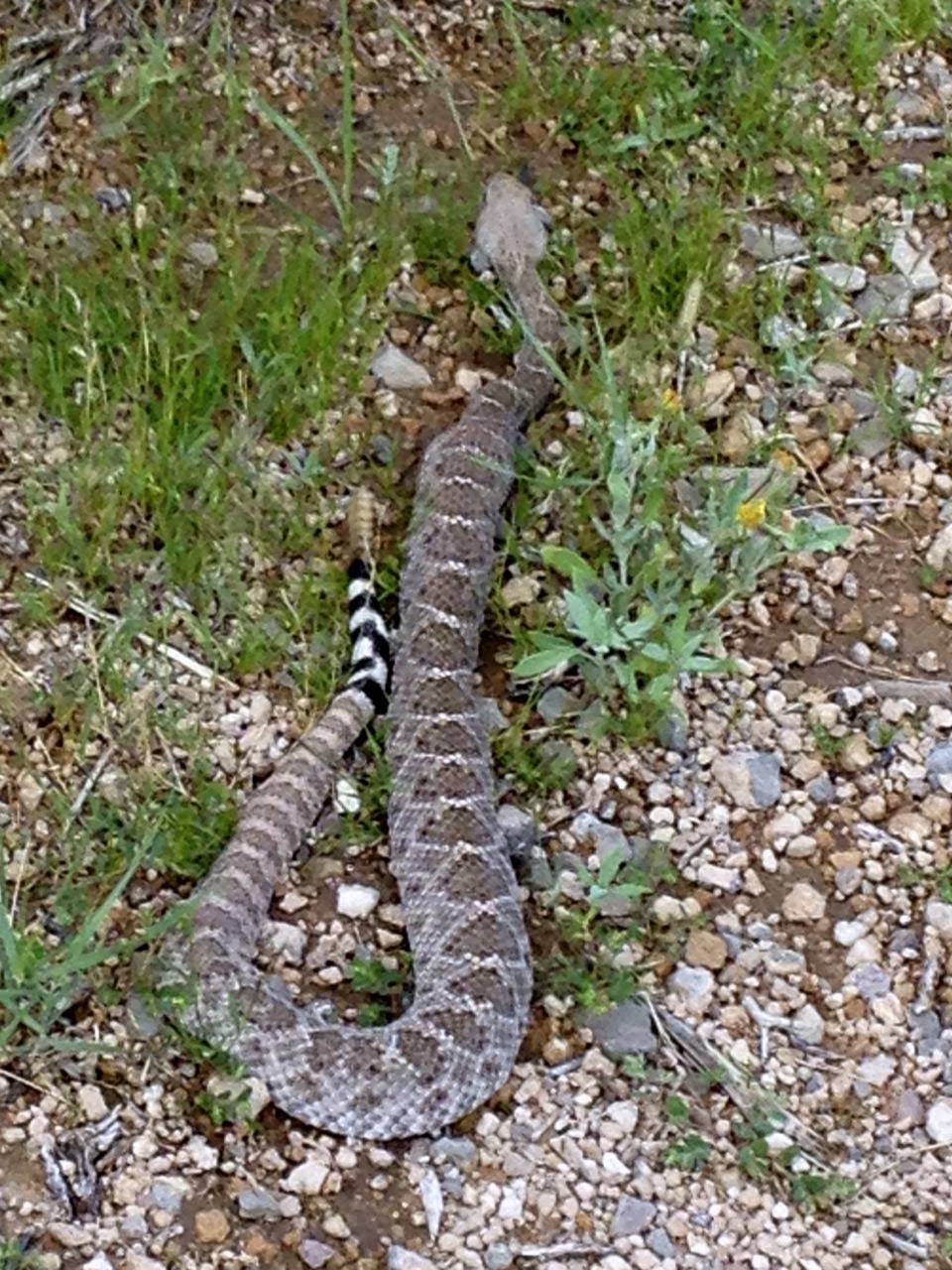 Greg's Running Adventures: Snakes!