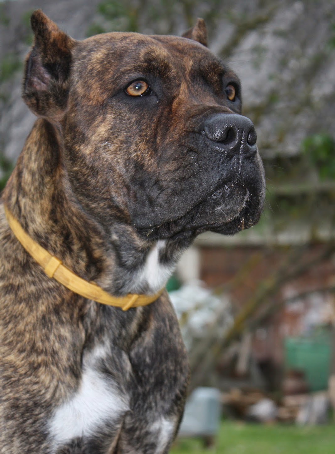 What are the different breeds of dogs?: Alano