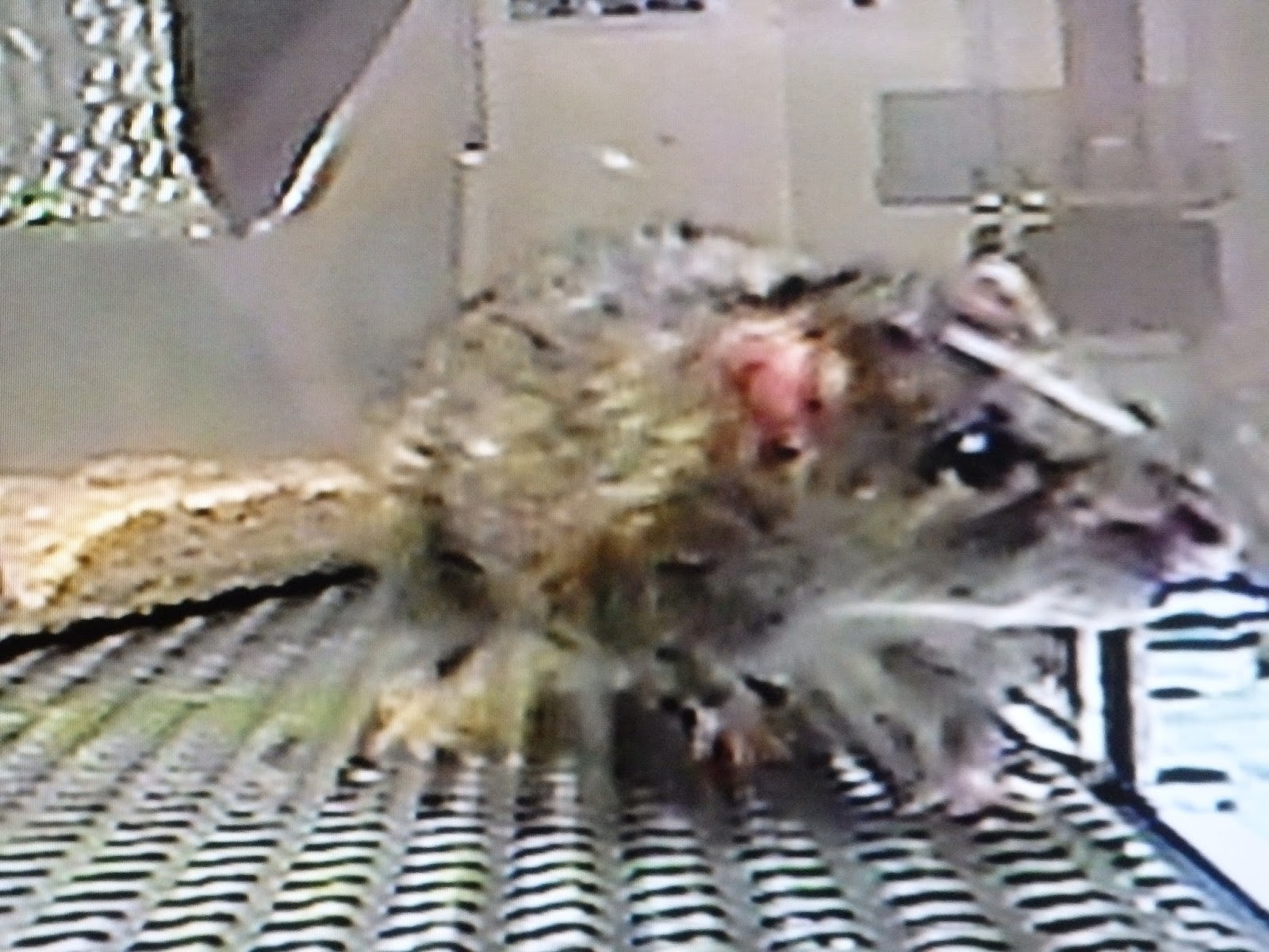 Quotidien d'une curiosifée: Palais de la découverte : l'école des rats