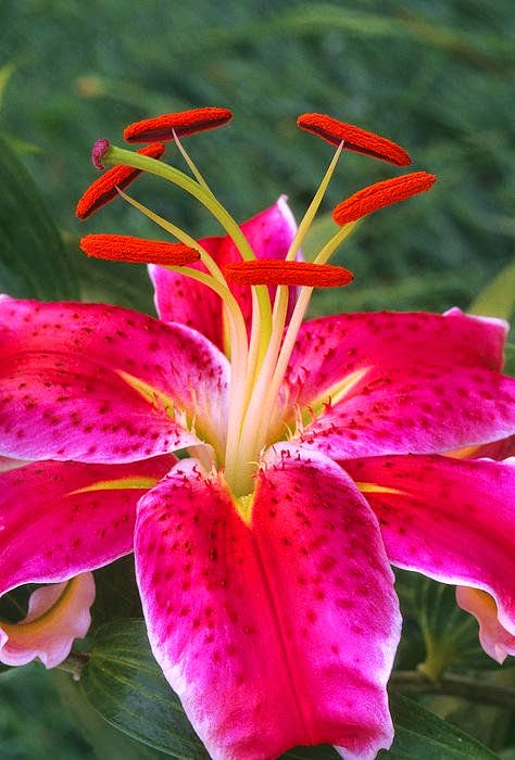 Beautiful Red Lily | Backyards Click