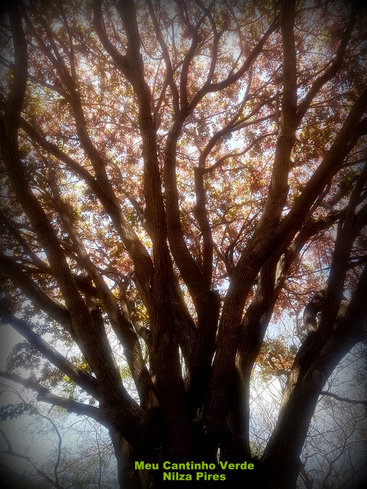 Meu Cantinho Verde: SAPUCAIA - ( Lecythis pisonis Cambess )