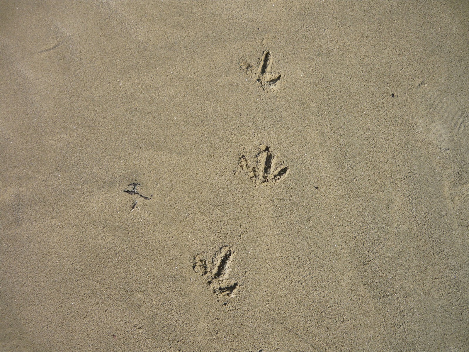 Explore and Discover Nature: Return to Rakiura - Kiwi