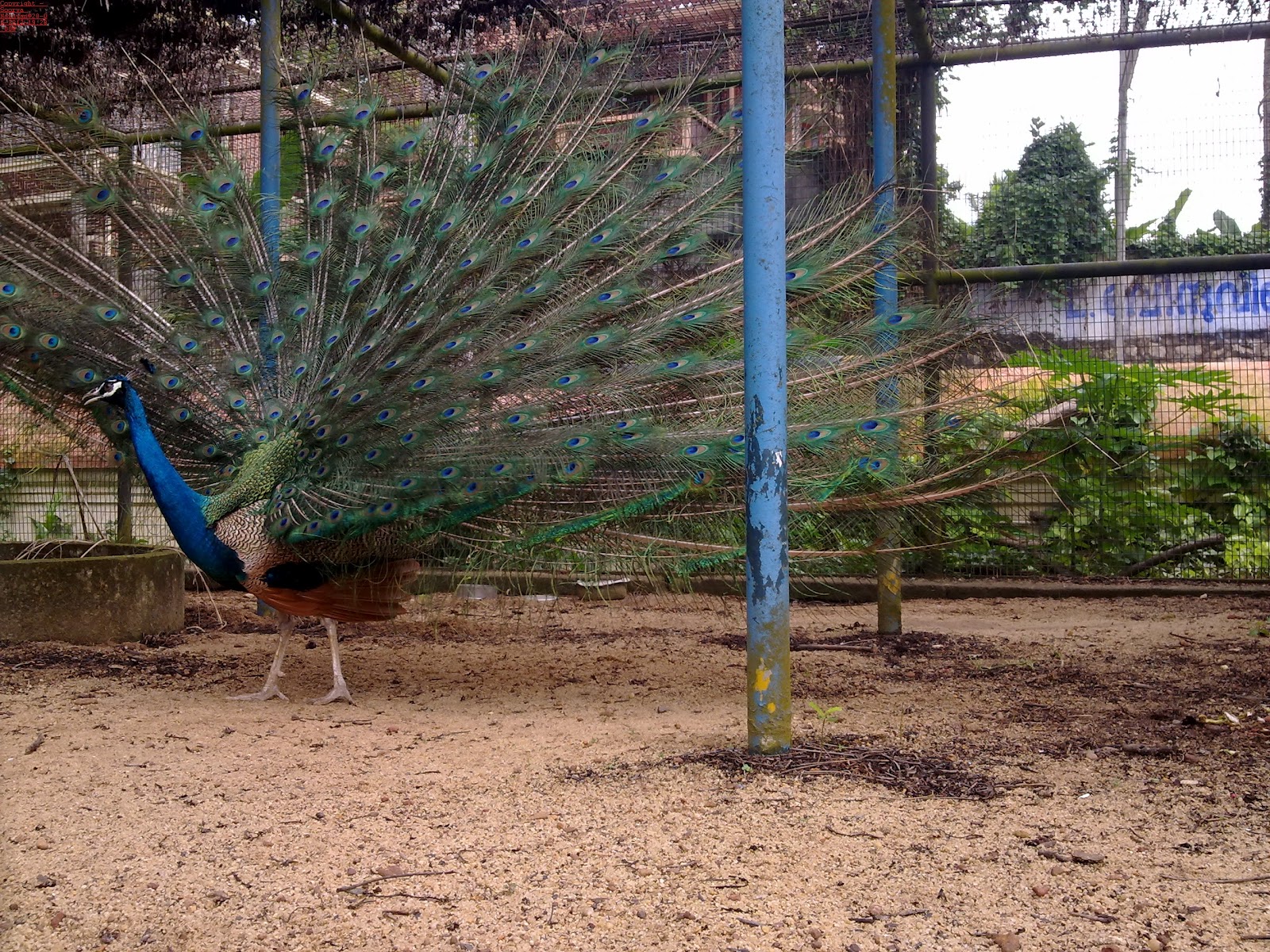 World through the aperture: Ulloor Subramanian Swamy Temple