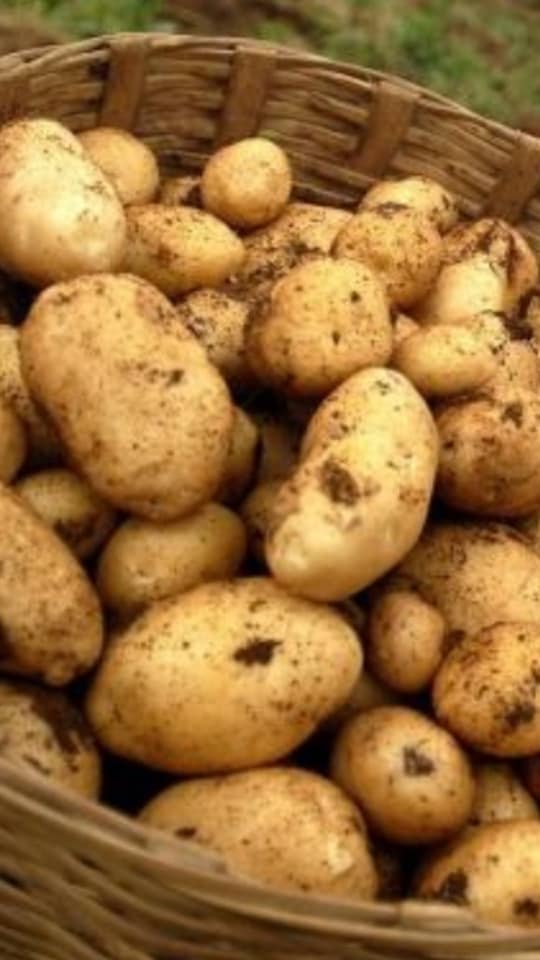 Asian Herbal Recipes: POTATO # solanum tuberosum