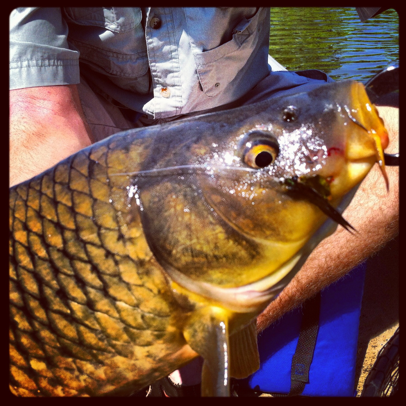 Gin Clear: Chasing Bass and Carp on the local ponds