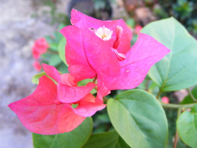 Khasiat dan Manfaat Bugenvil - Education Articles