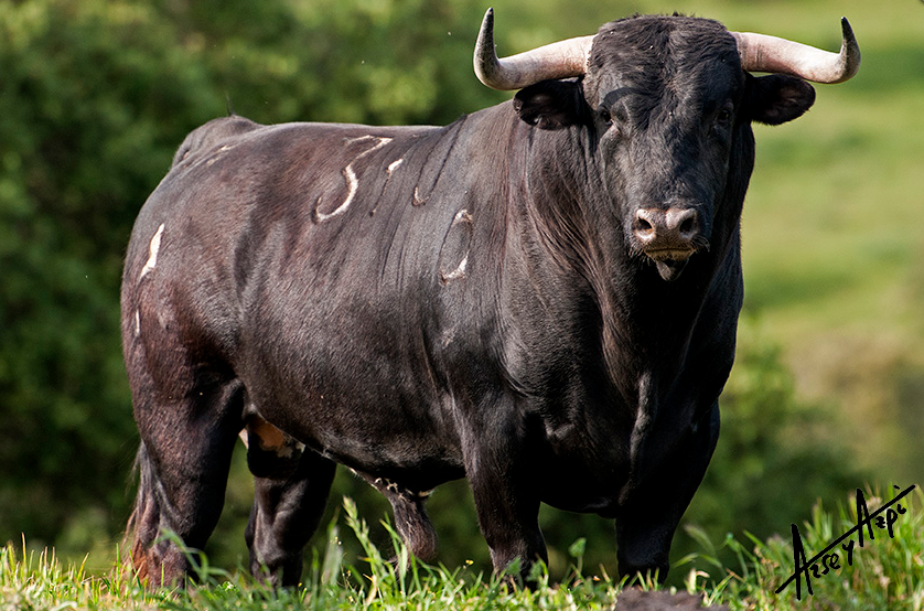 Toreo en Red Hondo: PINTAS DEL TORO DE LIDIA (5): LOS TOROS NEGROS NO ...