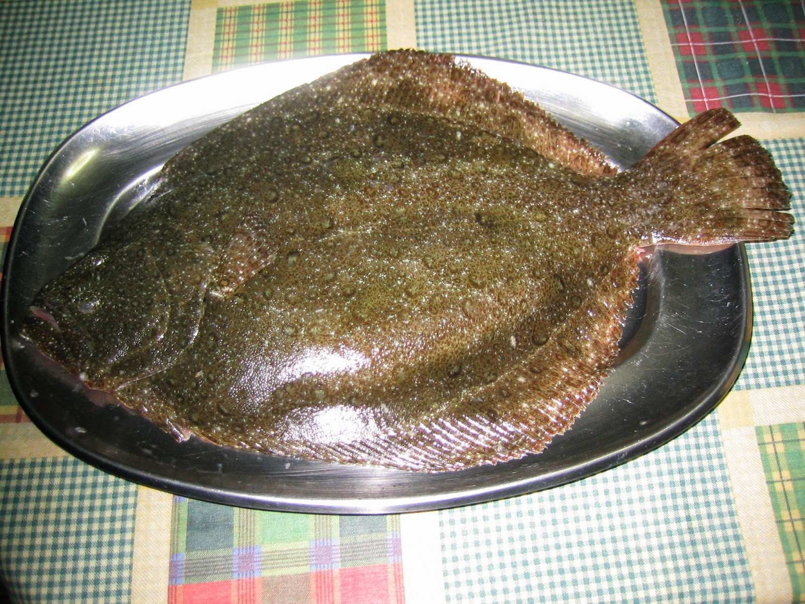 El rincón de Mundín: EL RODABALLO Y EL SOLLO: DIFERENCIAS Y CARACTERÍSTICAS