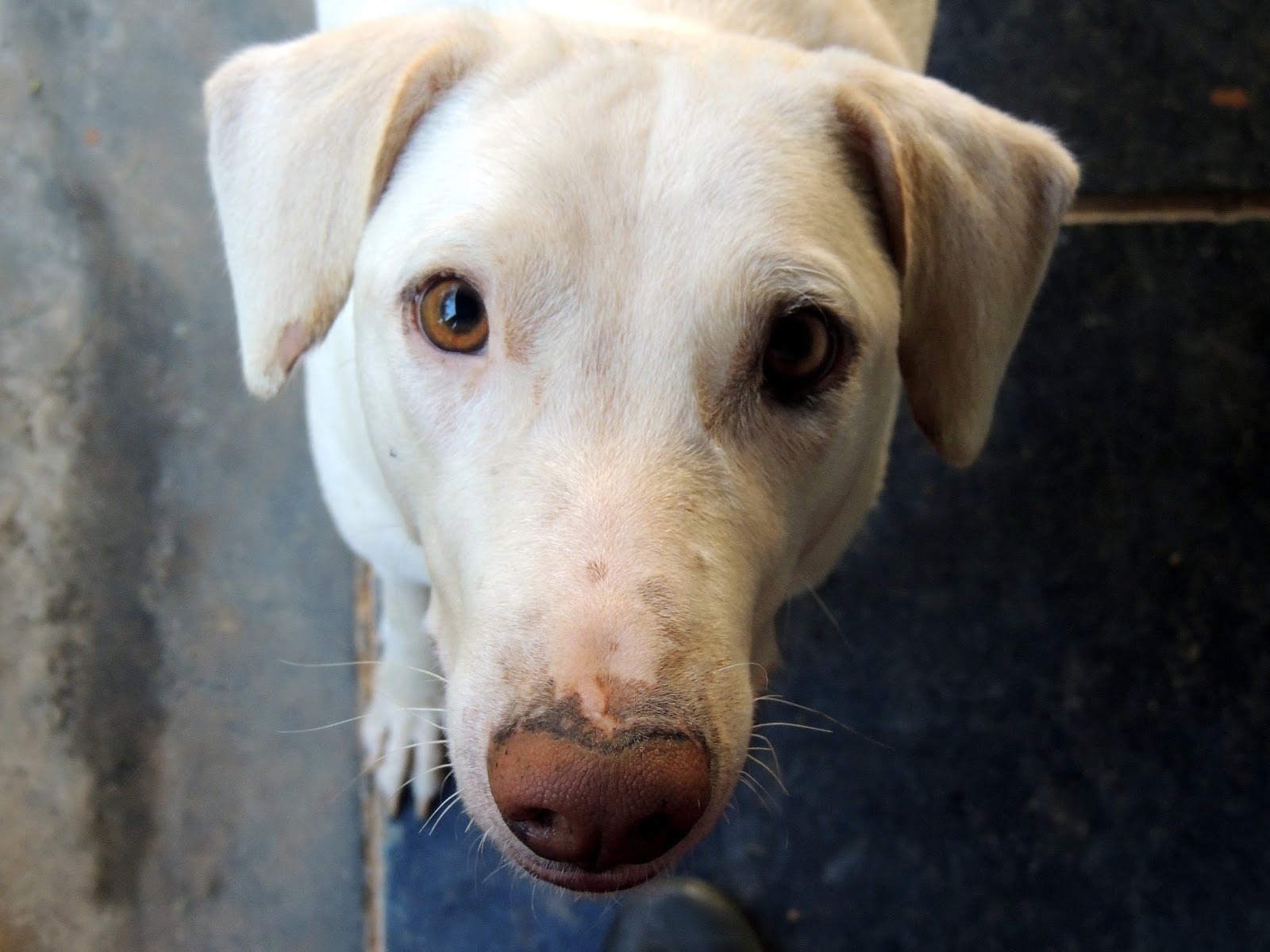 Dera's bio-diversity: Dog