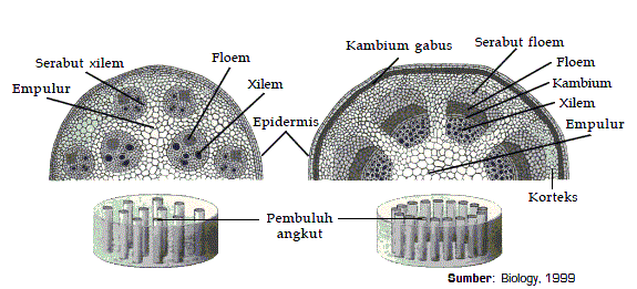 Jaringan Permanen Pada Tumbuhan