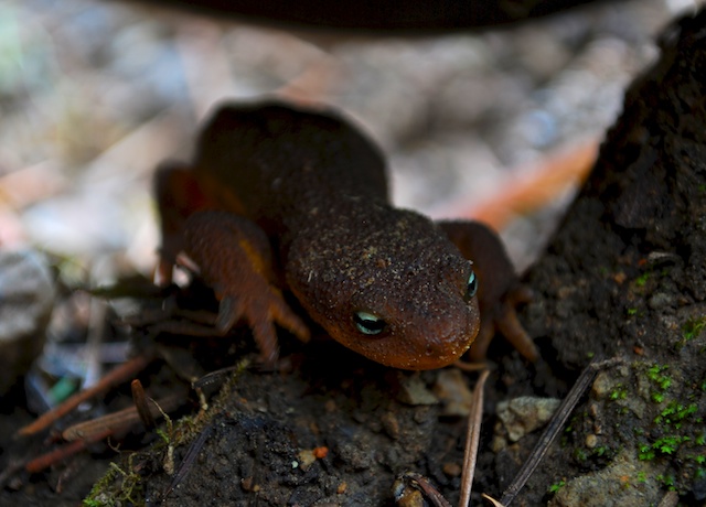 Dipper Ranch: It's Sssspring