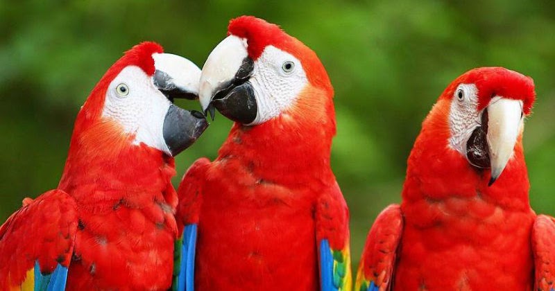 Rutas Turisticas: Parque de Aves Macaw Mountain, Honduras.