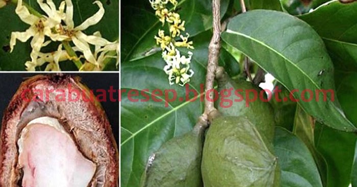 CARA MEMBUAT OLAHAN BUAH GAYAM | Resep Masakan Indonesia