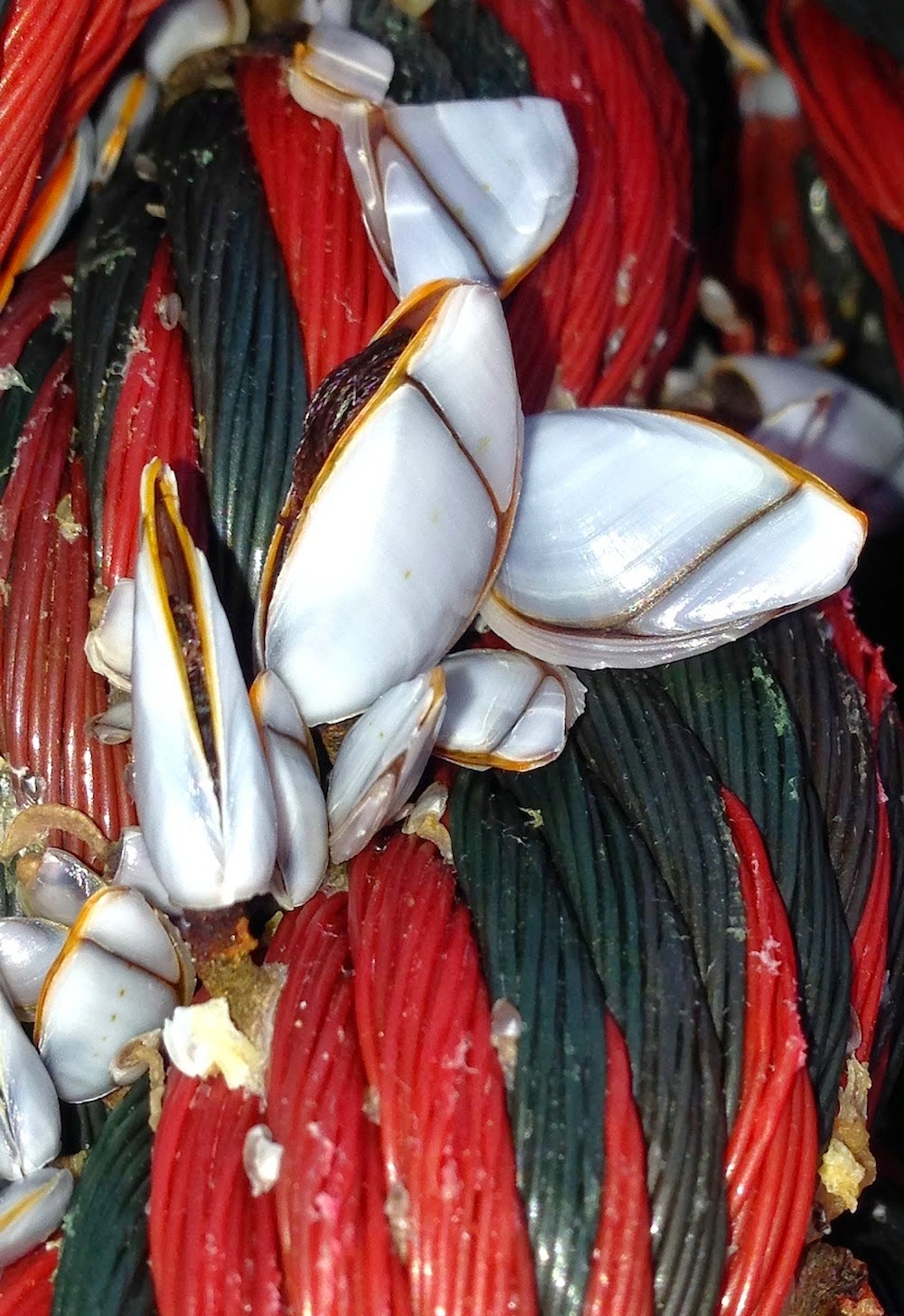 Rafael Microfauna Marina: Chthamalus (Crustáceos: Cirrípedos)