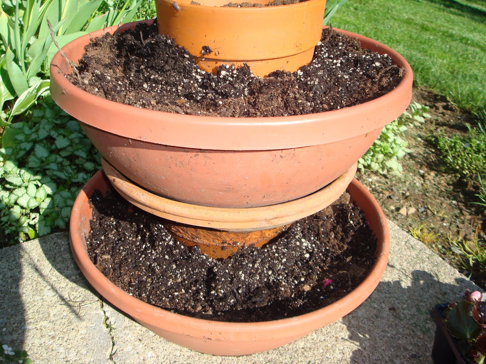 From Which Things Grow: Who Knew? How To...Jazz up Patio Pots & Containers