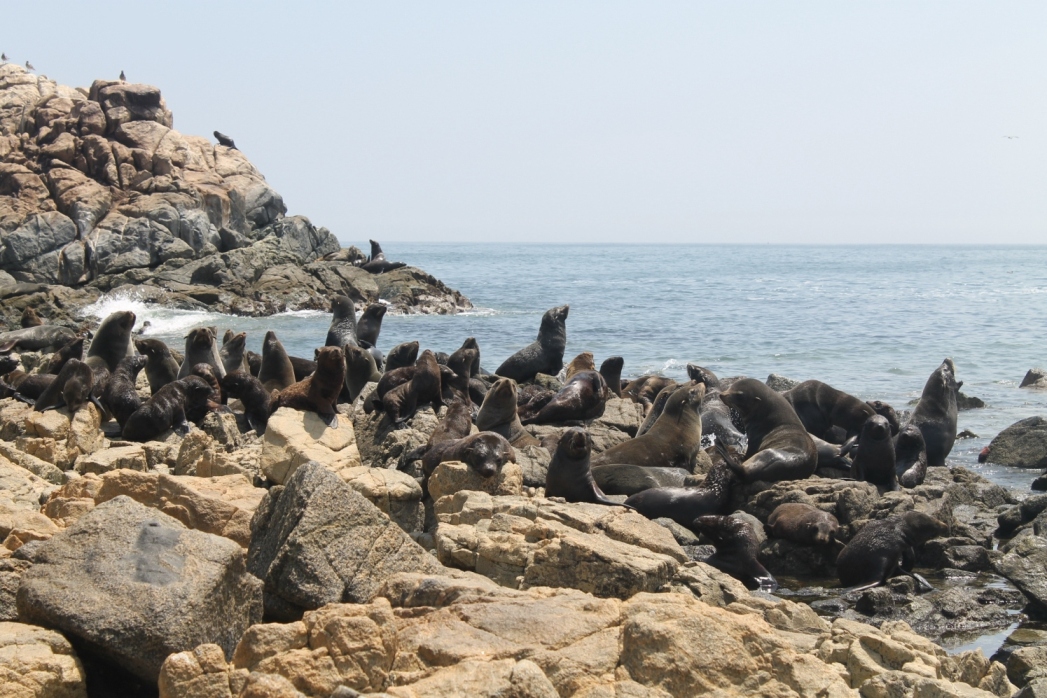Annie en el país de los Libros: Punta de Coles