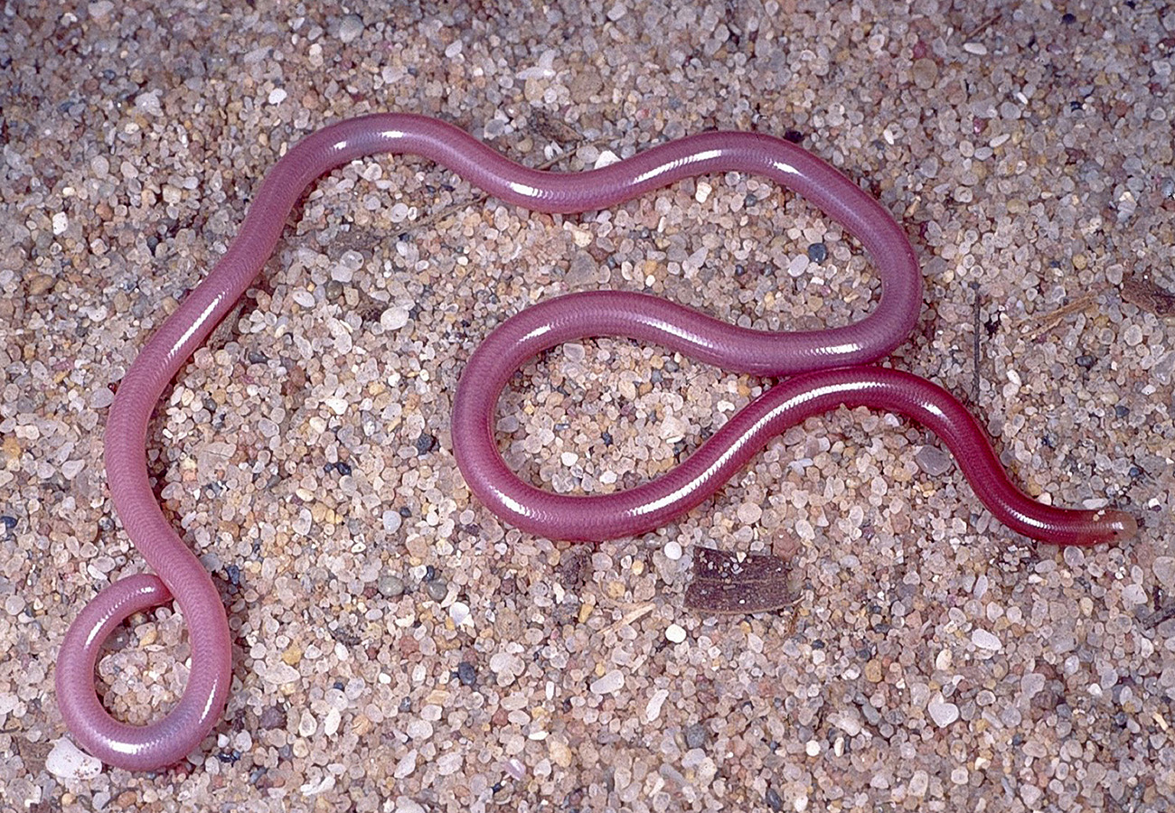 Species New to Science: [Herpetology • 2017] Worms in the Sand ...