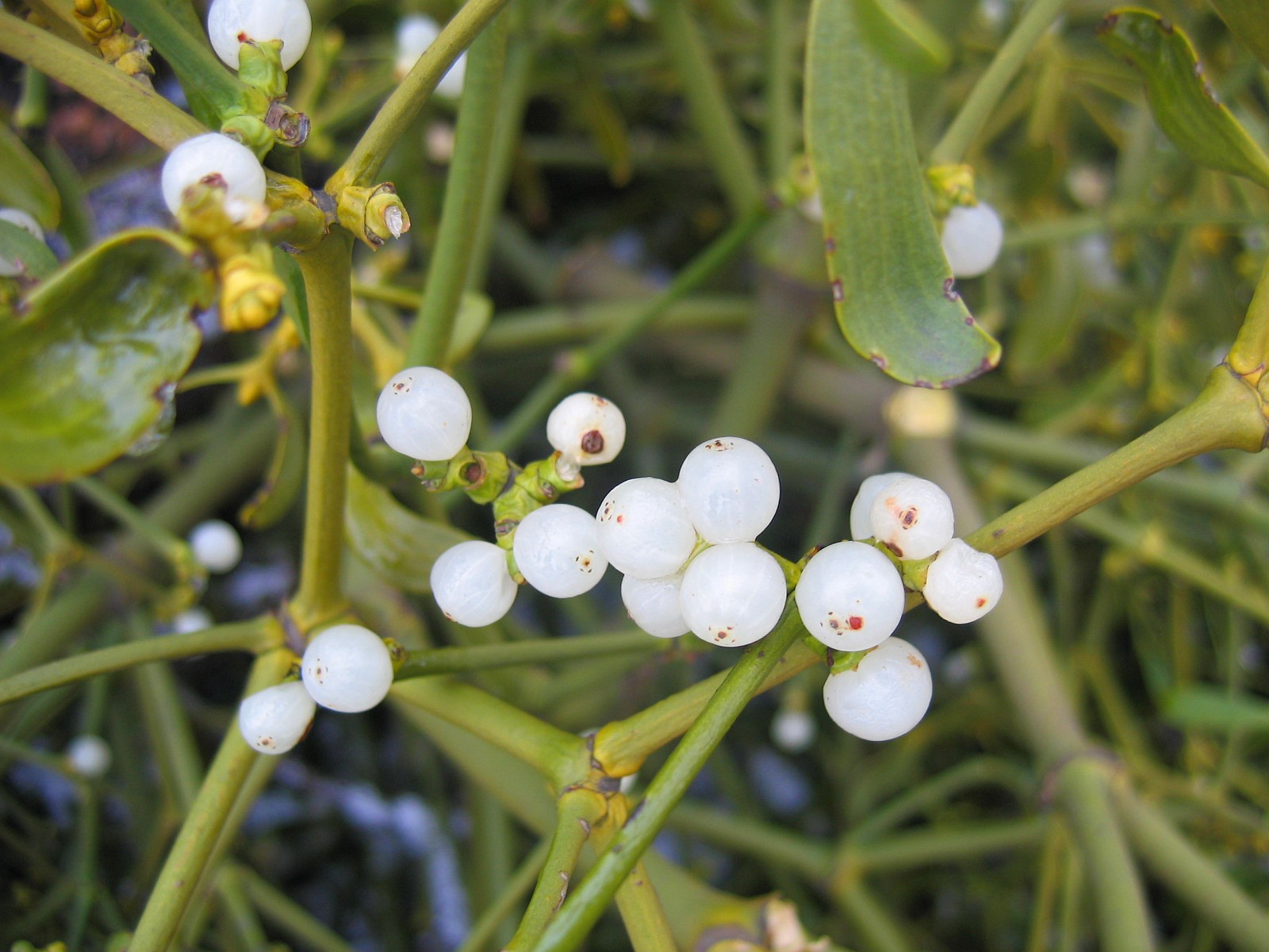 An Explanation of Creation: Day Eighteen: Mysterious Mistletoe