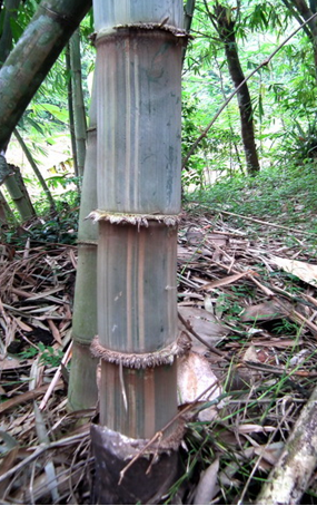 REPUBLIK BAMBOO: Bambu Gombong