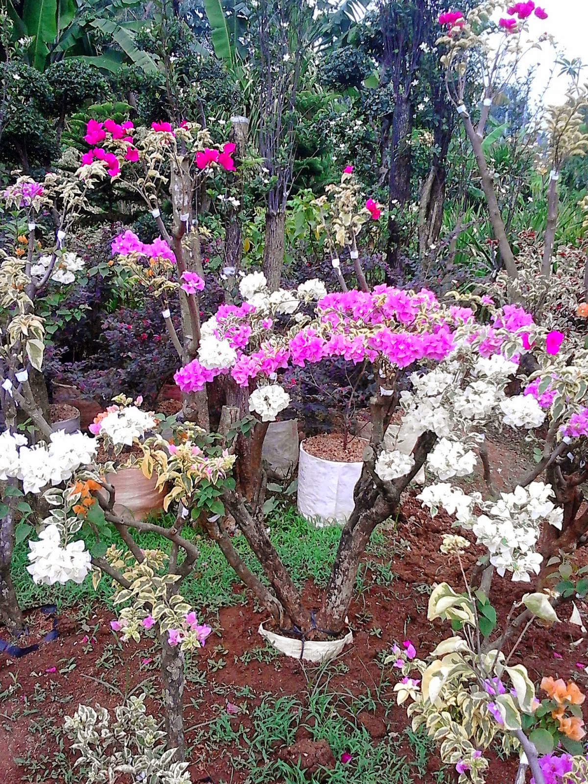 Jual Pohon Bougenville Murah | Bunga Kertas | Bonsai Bougenville ...