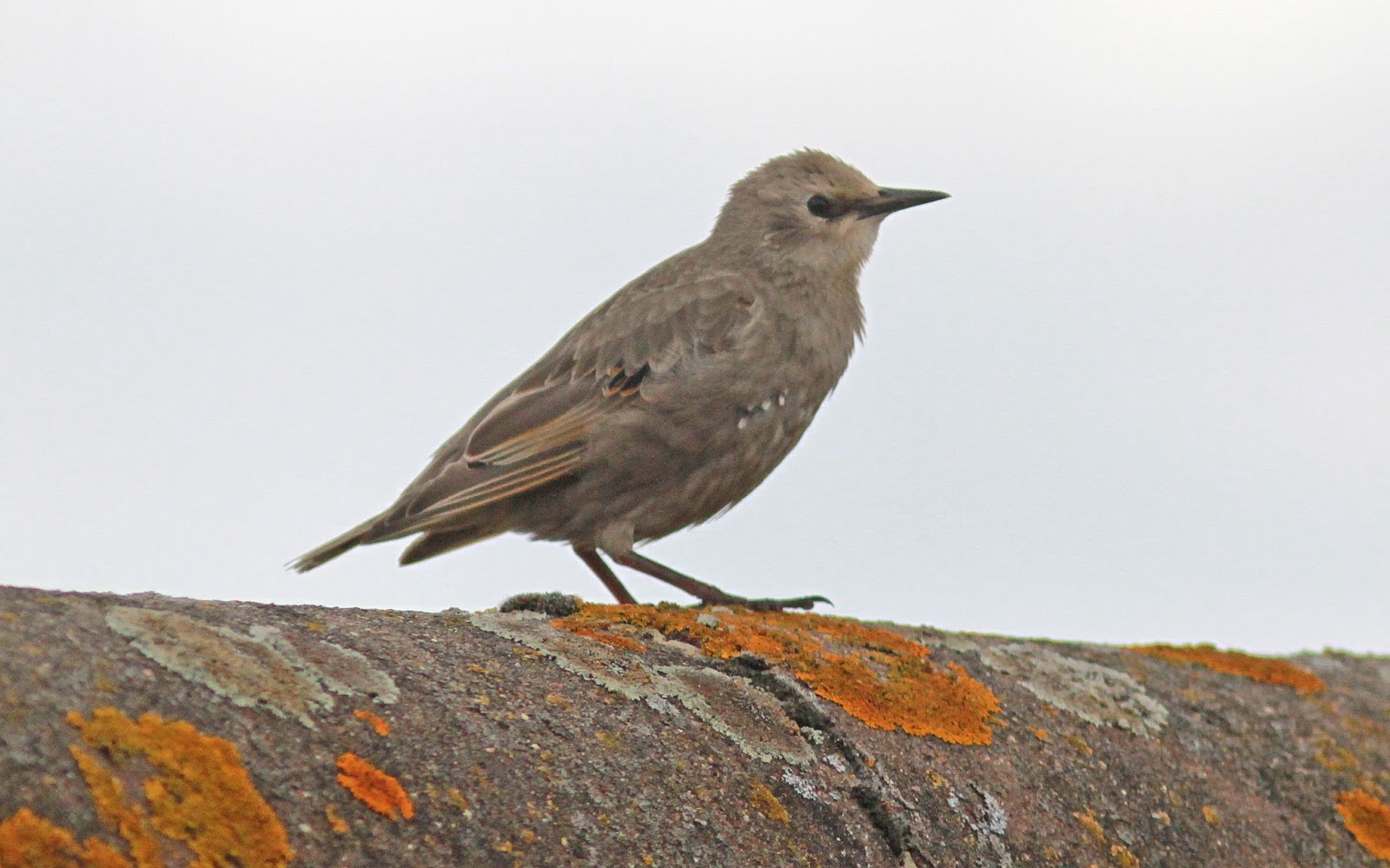 Non-Stop Birding: Juvenile Starlings, moths, a bee and a deadly mystery