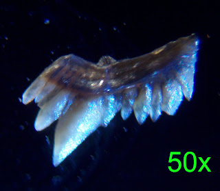 Devonian conodont microfossil collection 30 species New Albany ...