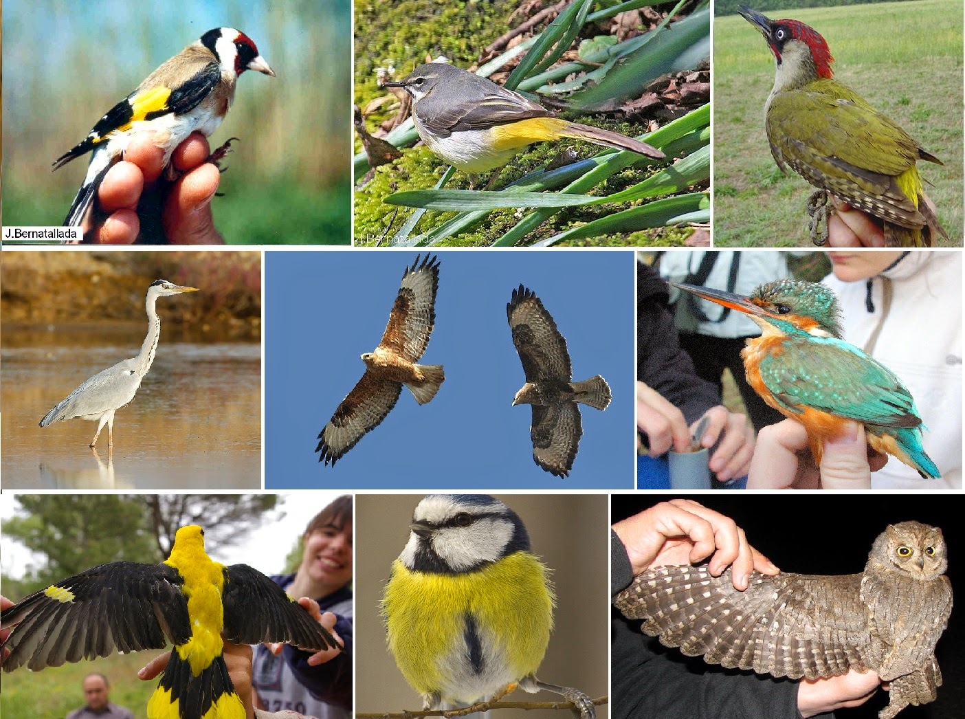 El Bloc Verd del Montsoriu: OCELLS DE LES NOSTRES TERRES