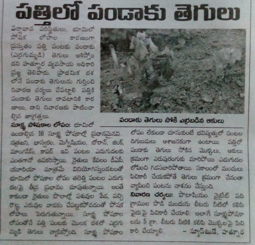 AGRICULTURE INFO: PATTHI LO PANDAKU THEGULU