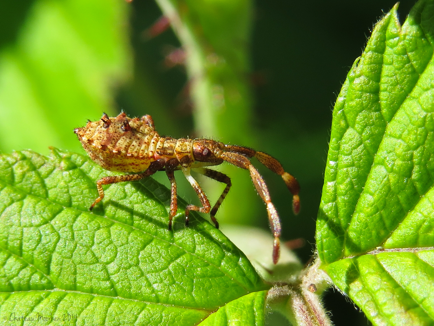 Chateau Moorhen..... goes south!: The Good, the Bad and the Ugly