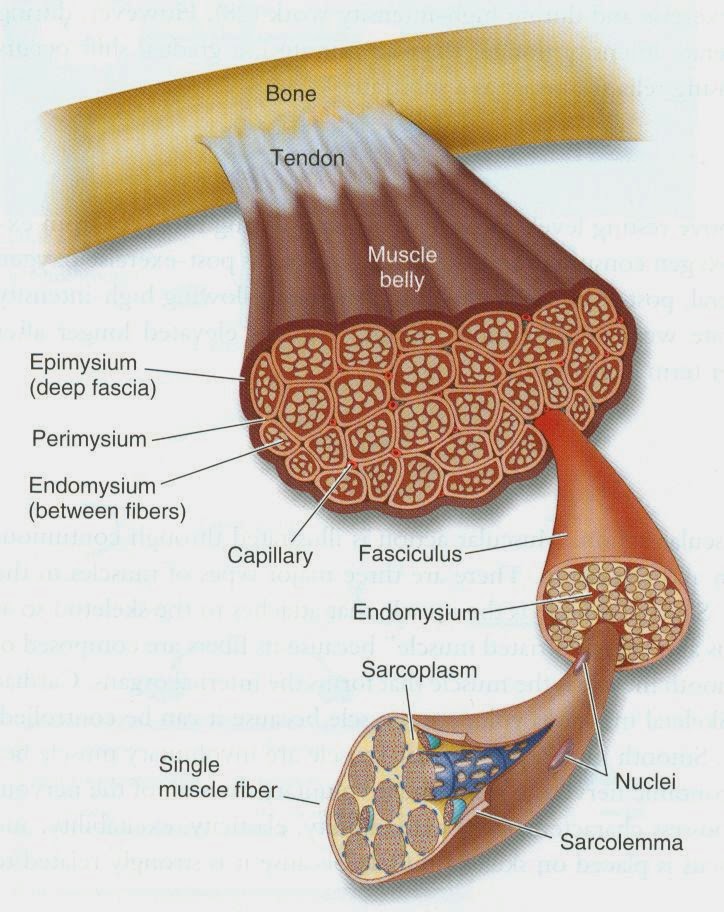 HEALTH COACH: Stress-Free Posture and Body Mechanics. Part Three ...