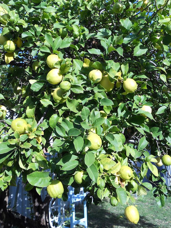 umiyumi2 : our life in perth, WA: Lemon sudah masak...