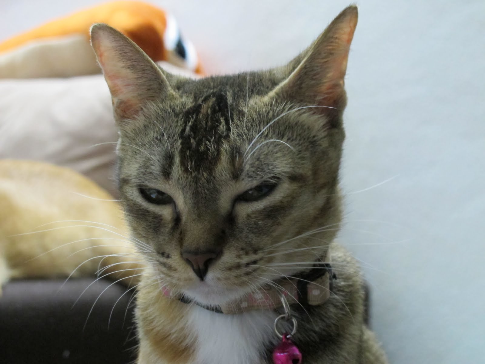 S.C.R.A.T.C.H: Kucing Saya Semakin Botak!