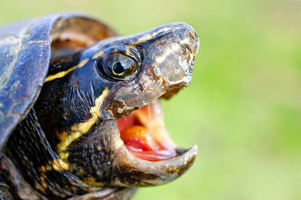 Herpedex: All the Herps I Have Seen In The Wild: Urban Herping in ...