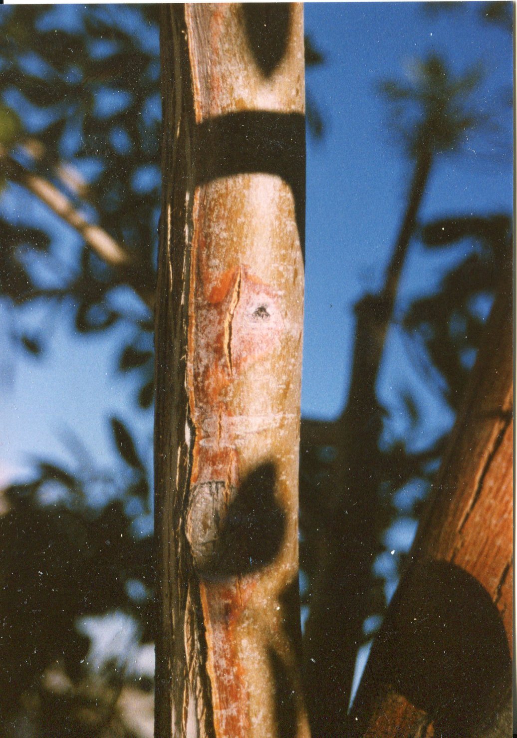 Xtremehorticulture of the Desert: Prevent Plant Sunburn with Adequate ...