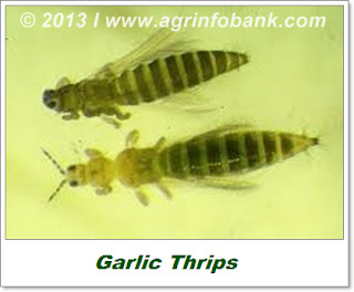 Management of Thrips in Garlic | Farming: Feed the hungry world